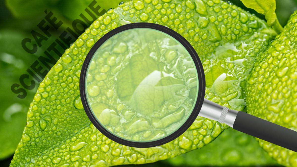 Café scientifique sur la chimie verte et la catalyse - Institut français